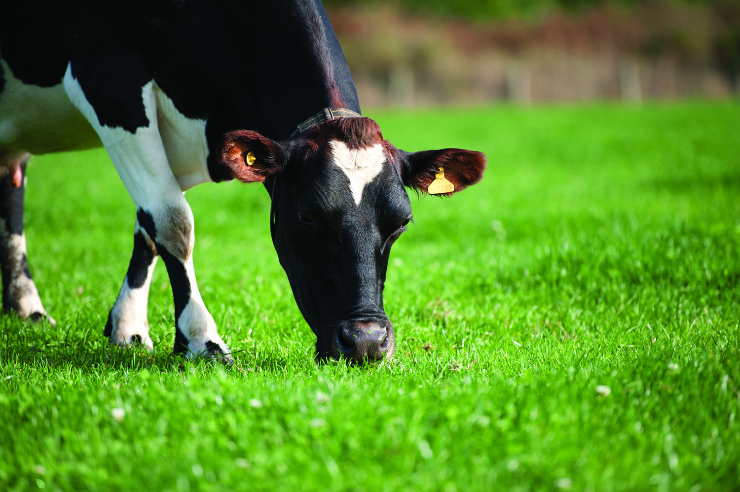 Solve dry cow problems with Advanced DCAB - Advance Sourcing