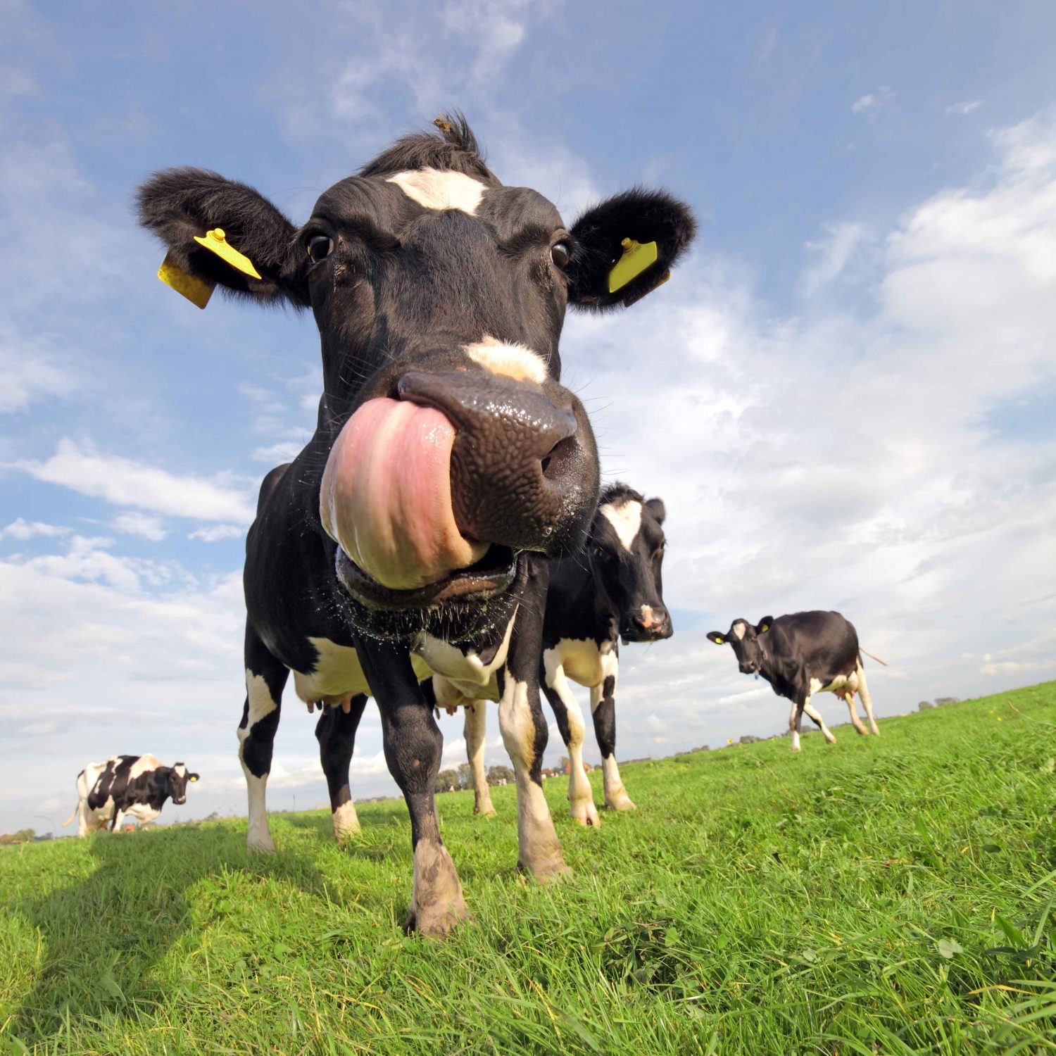 Dry Cow Products Archives - Advance Sourcing