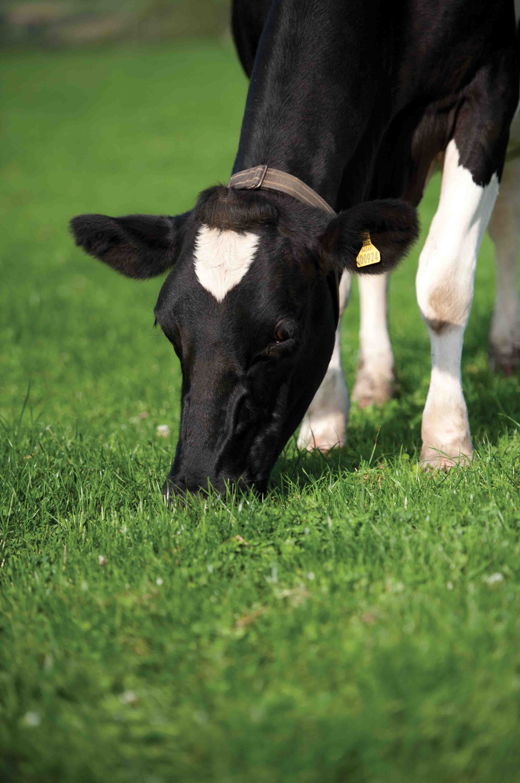 Butterfat Extra & Mawerfat C16 - Advance Sourcing